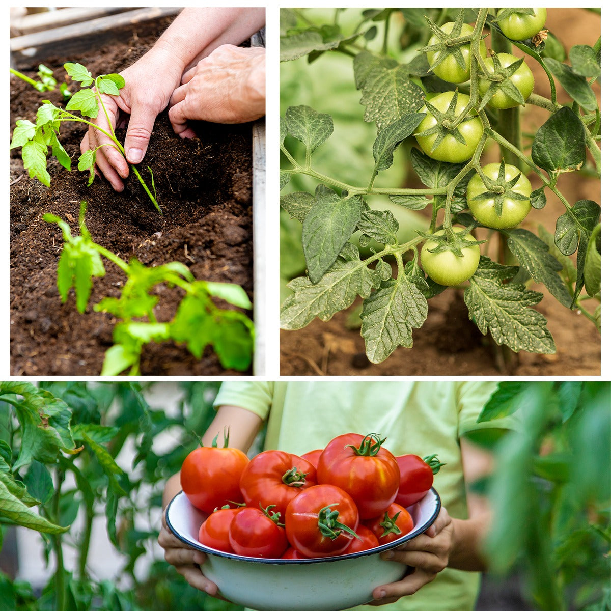 Ghid complet pentru rosii: plantare, ingrijire si fertilizare naturala ...
